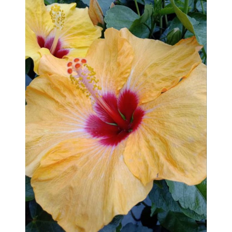 🔥🔥Bunga Raya Hybrid No.19🔥🔥 | Shopee Malaysia