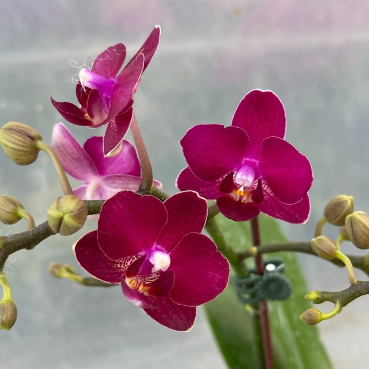 Phalaenopsis Round Deep Red | Mini Moth Orchid | Shopee Malaysia