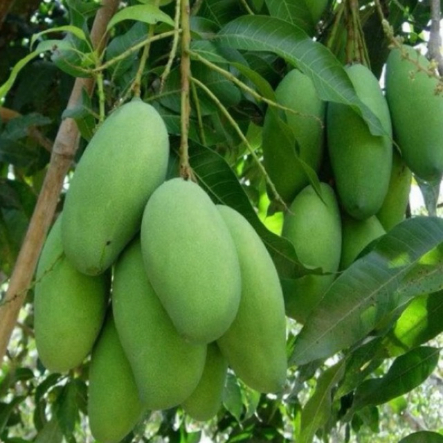 5kg buah mangga besar muda sedap makan cicah garam | Shopee Malaysia