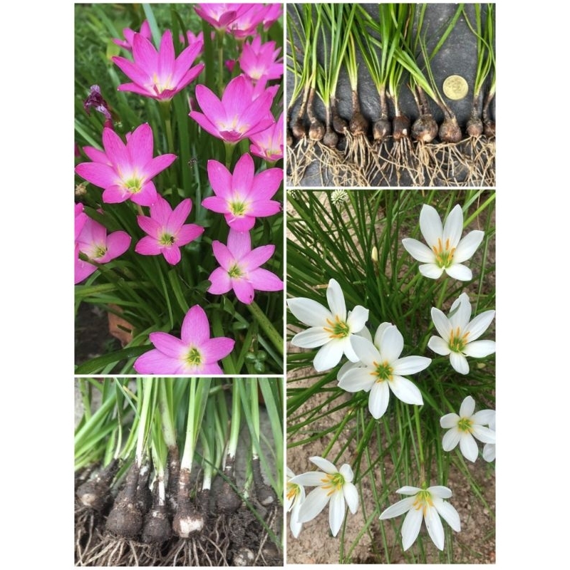 Bulb Bunga Rain Lily / Bawang Pokok Bunga Rain Lili | Shopee Malaysia