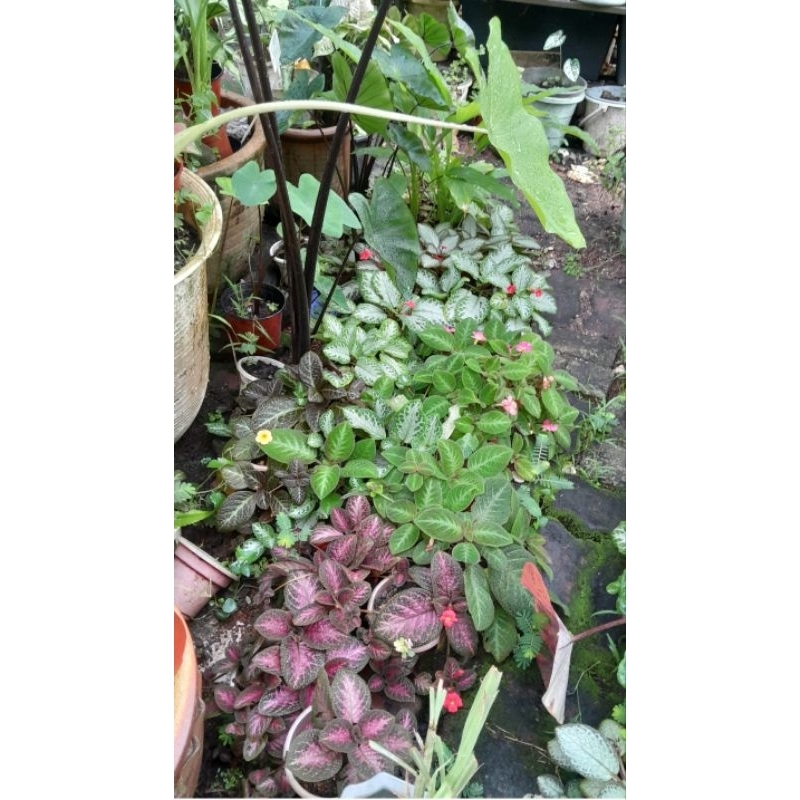 budget pot dan pilihan spesis episcia | Shopee Malaysia