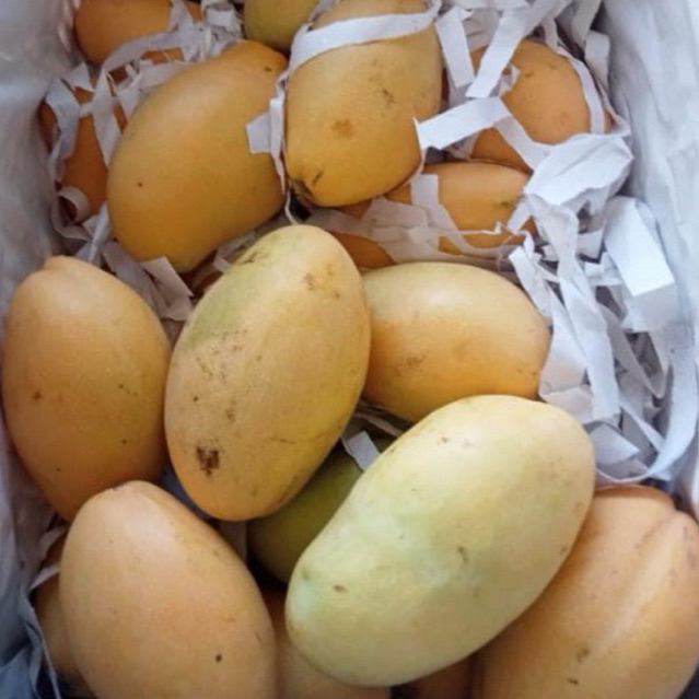 1KG MANGGA SUSU | MANGGA FAMA | THAI SUSU MANGGA | Shopee Malaysia