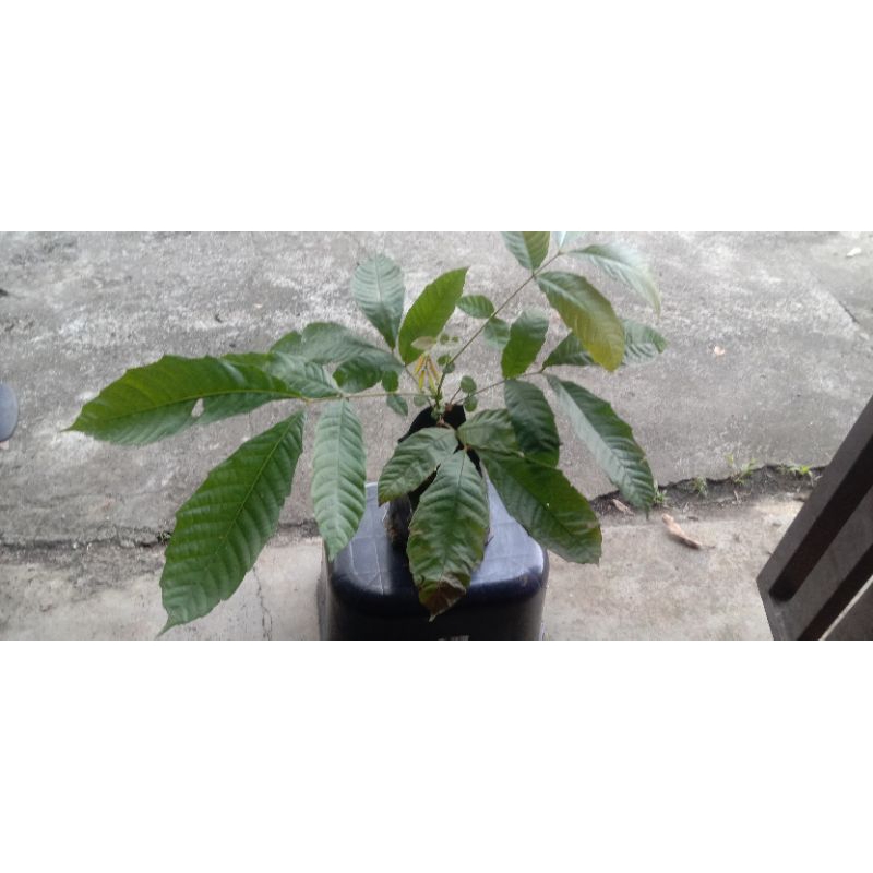 pokok buah matoa/ kristal | Shopee Malaysia
