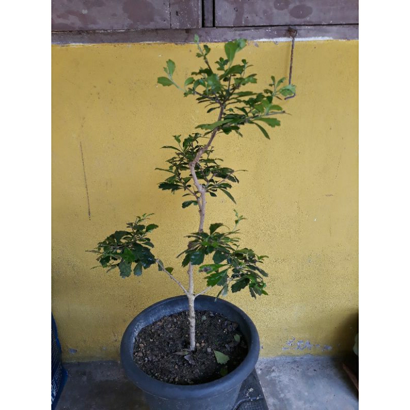 Anak Pokok BONSAI Kesina/Pokok Kesina/Pokok Bonsai Viral/Bonsai hiasan ...