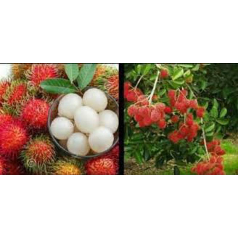 Anak Pokok Rambutan Laici | Shopee Malaysia