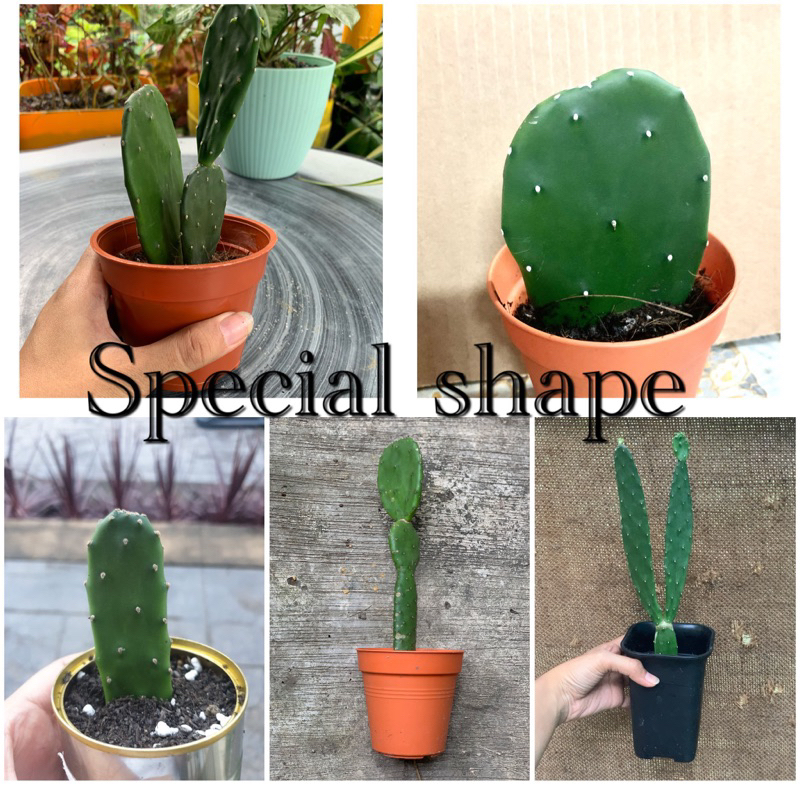Pokok hidup/Small cute size plant cactus/table deco/wedding goodies ...