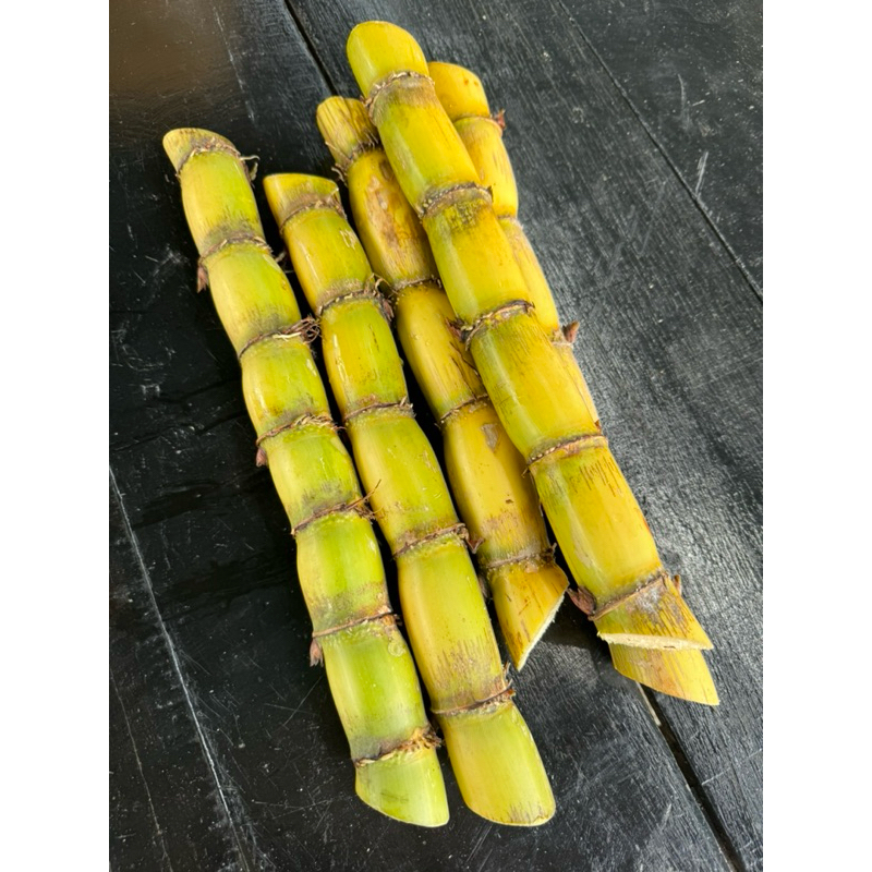 5 batang Keratan Benih Tebu Kuning (SET)(Ready Stock) | Shopee Malaysia