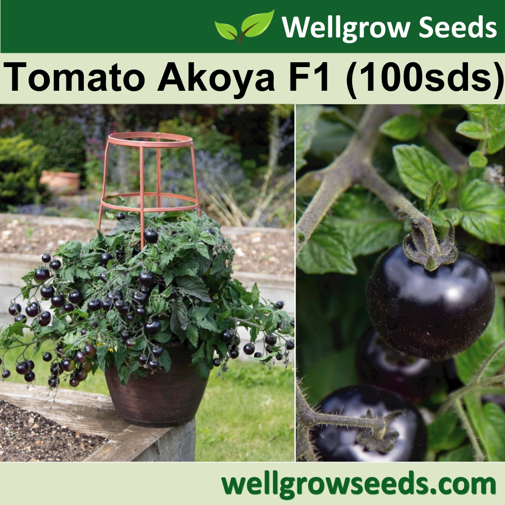 Tomato Akoya F1 (100sds) 番茄:珍珠 Determinate Vegetable Seeds Wellgrow ...