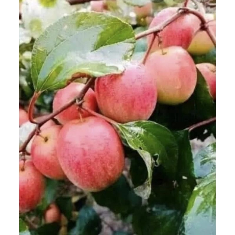 Pokok Bidara epal merah | Shopee Malaysia