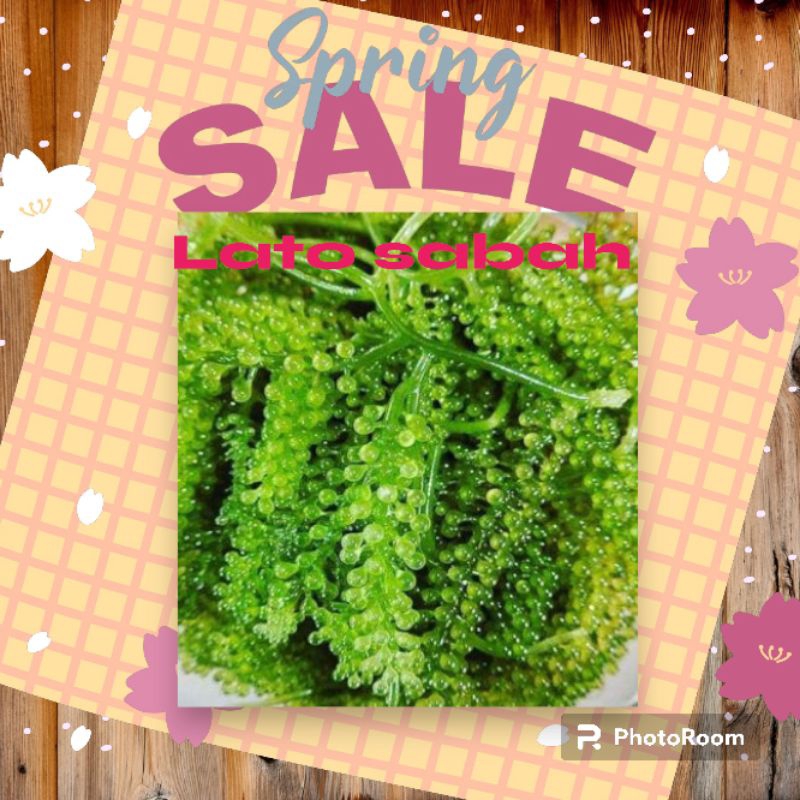Latok fresh sos padu LATOK HALAL | Shopee Malaysia