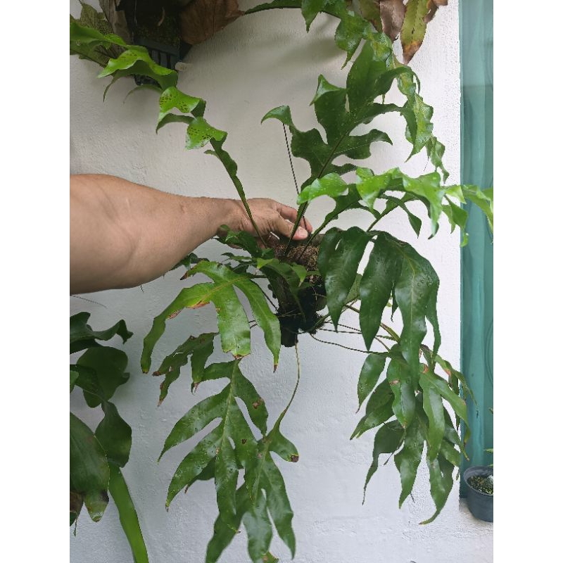 Aglaomorpha quercifolia, Fern (pic 230224) | Shopee Malaysia