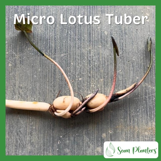 【Sean Planters'】Micro Lotus Tuber (Genuine ) 碗莲种藕藕根 | Shopee Malaysia