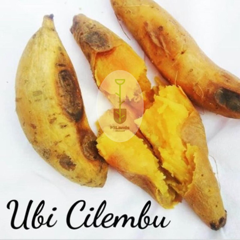 Ubi Madu Cilembu (1kg+-/pack) Mentah | Shopee Malaysia