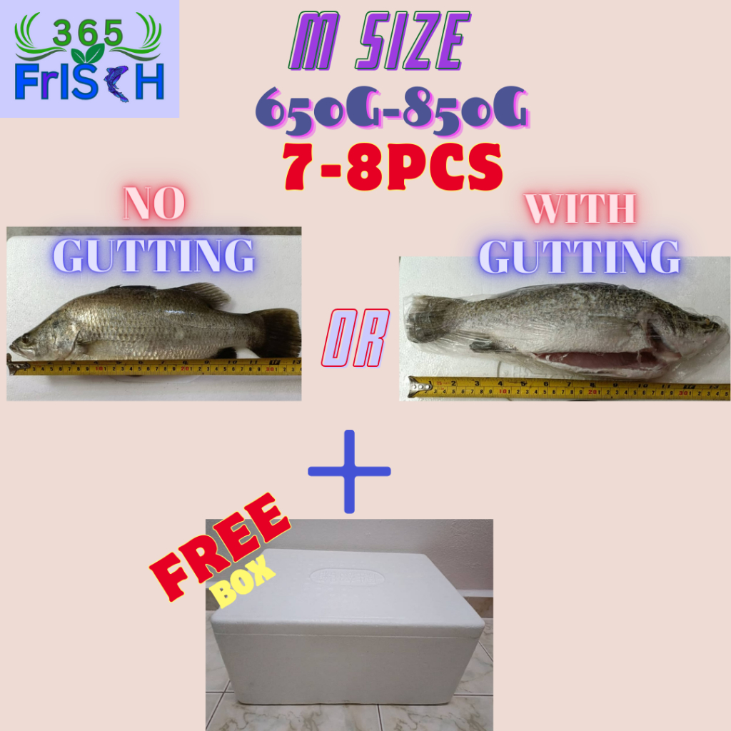 Penang Only Fresh/Chiller Siakap ikan(ekor), Seabass Fish (whole fish ...