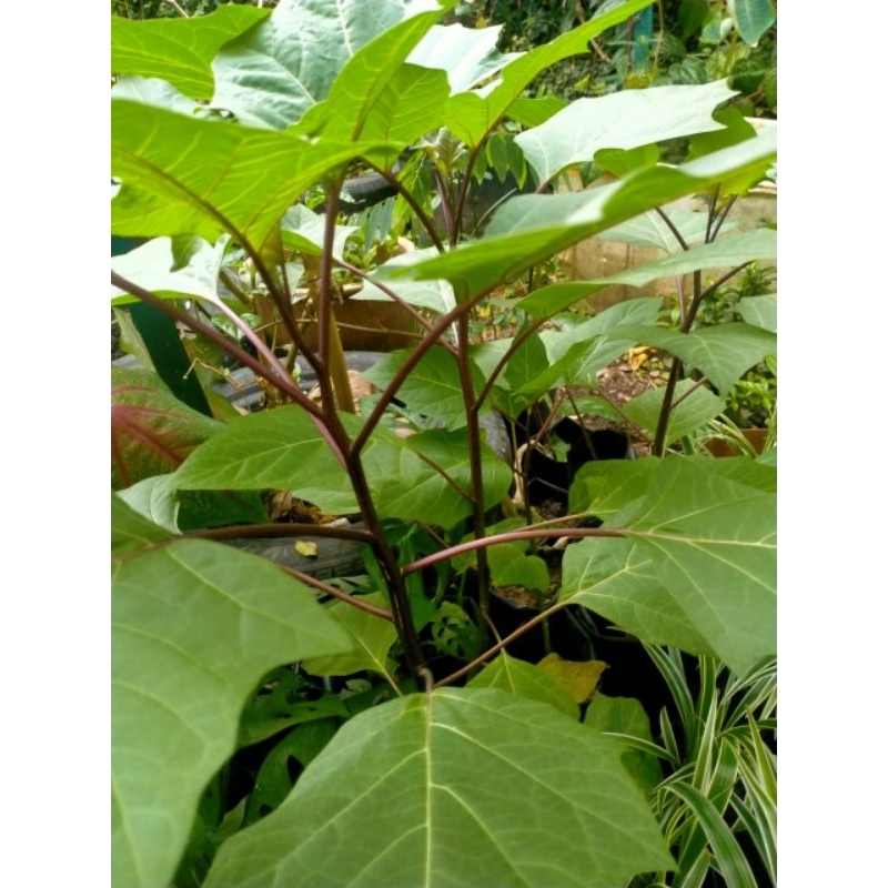 anak benih pokok kecubung banyak digunakan untuk traditional perubatan ...