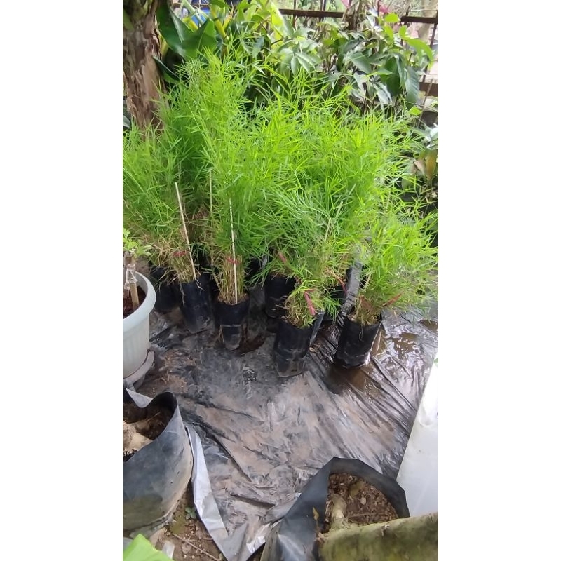 Anak pokok buluh perindu / buluh perindu | Shopee Malaysia Anak pokok buluh perindu / buluh perindu | Shopee Malaysia