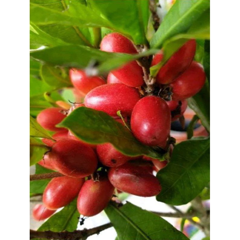 POKOK AJAIB @ Miracle Berry anak pokok stabil | Shopee Malaysia