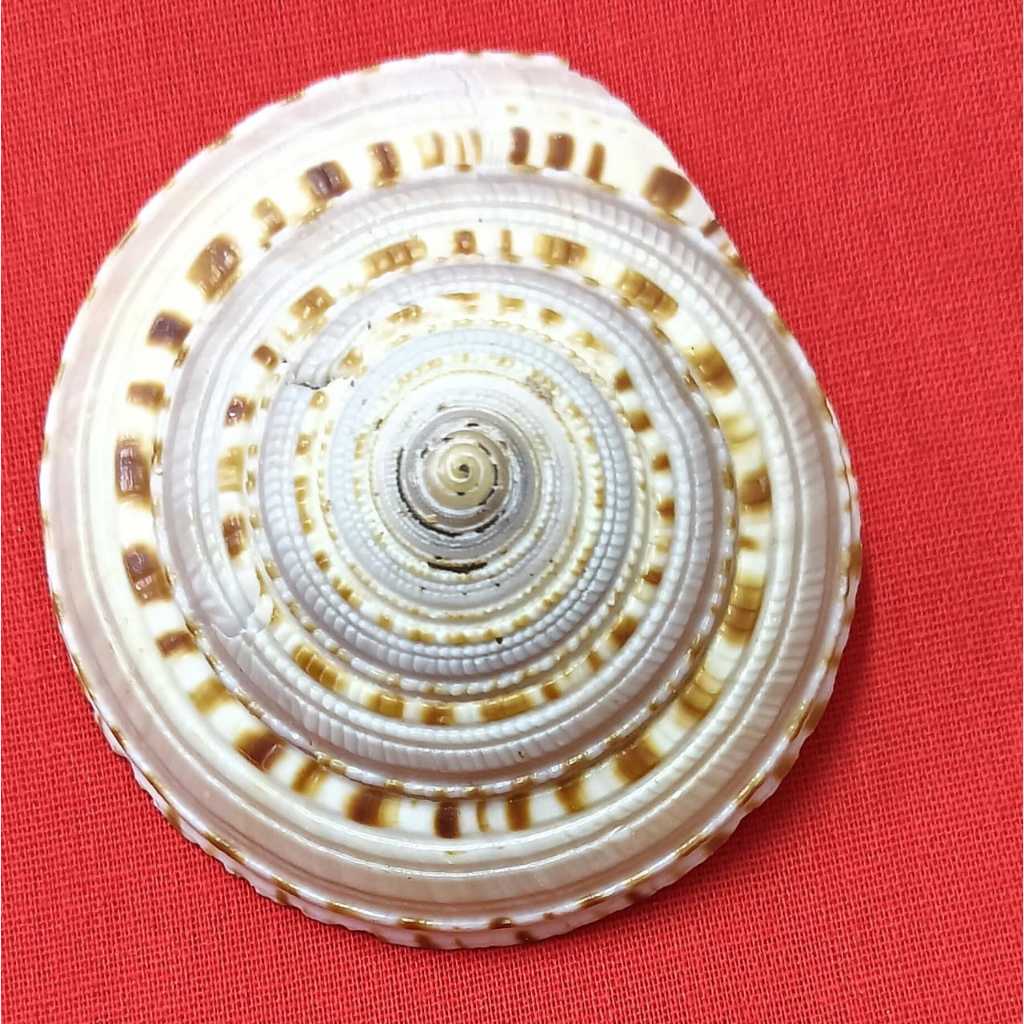 MAHA VISHNU CHAKRA / SUDHARSAN CHAKRA / ENERGIZED VISHNU CHAKRA ...