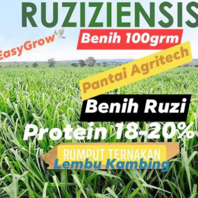 BENIH Rumput Ruzi 8000 Biji (100gram) Altenatif Sumber Makanan ...