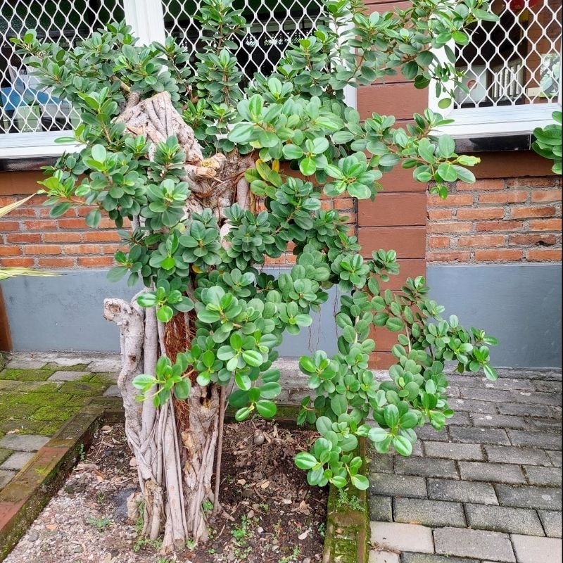 Live Plant Ficus Microcarpa/Chinese Banyan/Indoor/Outdoor Plant/Pokok ...