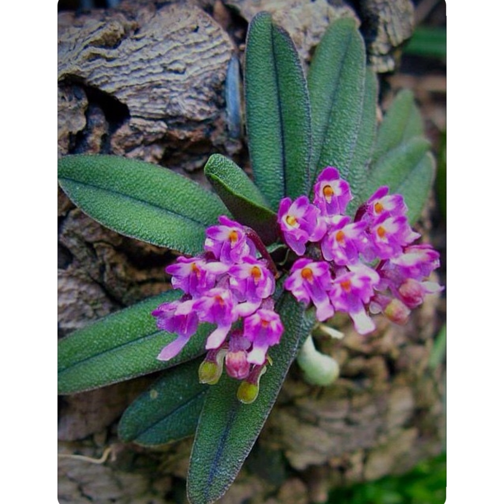 Orchid Schoenorchis fragrance (miniature) easy growing Terrarium Plants ...
