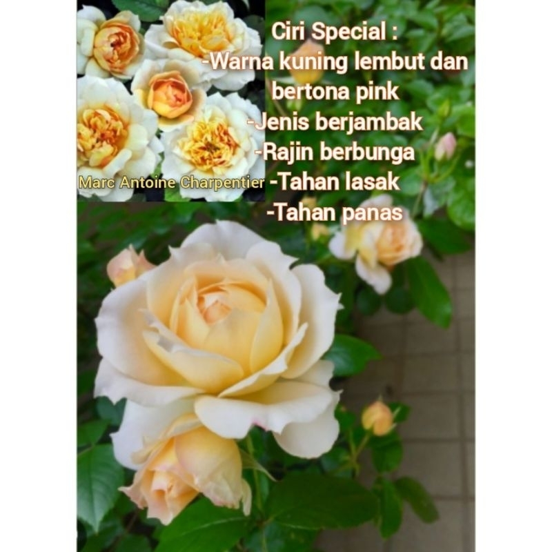 🌹Pelbagai Id I'd Ownroot Climbing English Rose Plant Anak Pokok Ros Mawar Menjalar Memanjat ...
