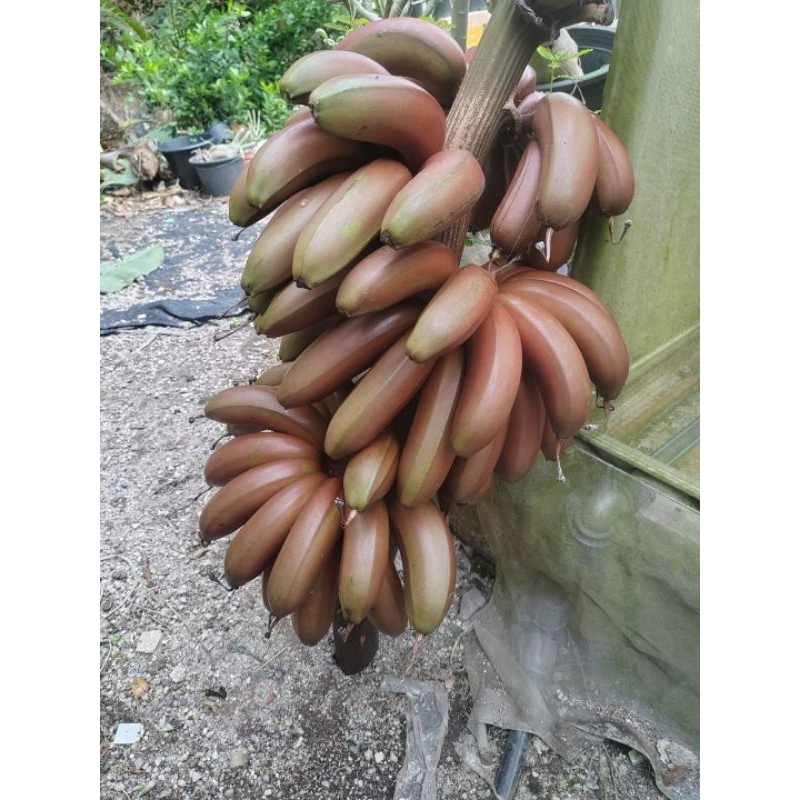 Anak Pokok Pisang Raja Udang | Shopee Malaysia