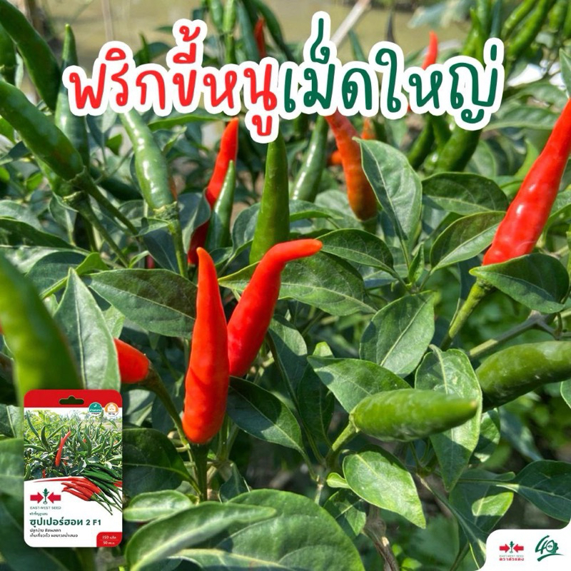 150Biji Benih Cili Padi Hybrid / Cili Padi Super Pedas 2 F1 Hybrid ...