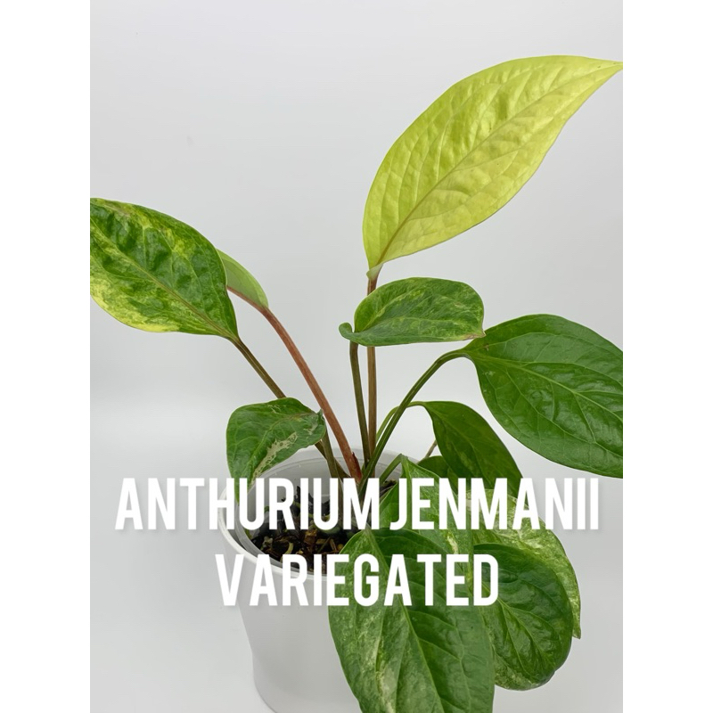 Anthurium Jenmanii variegated | Shopee Malaysia