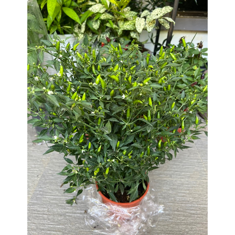 Cili Padi Kampung Pedas Rimbun & Renek : 🌶️🌶️🌶️ Cili Pedas Cameron ...