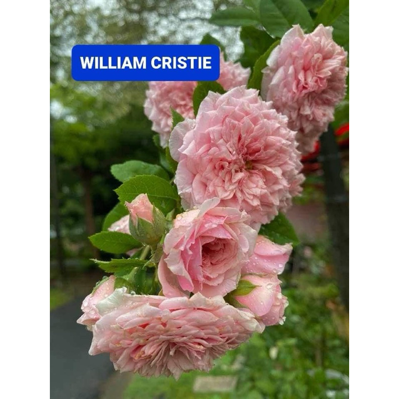 Rose English Climbing Floribunda Memanjat Tahan Lasak | Shopee Malaysia