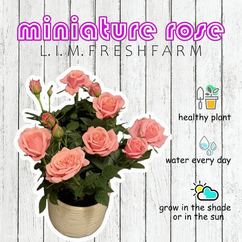 🌹 Pokok Bunga Ros/ Rose plant / Anak Pokok Hidup 地原玫瑰 by [ l.i.m. fresh ...