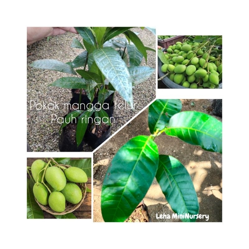 Pokok mangga telur / pauh ringan | Shopee Malaysia
