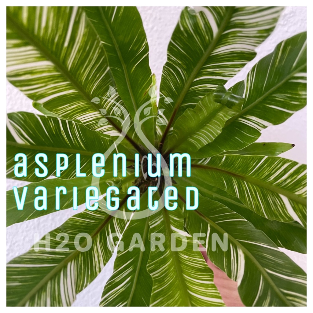 H2O - Asplenium Variegated 斑叶鸟巢蕨 Fern Batik Live Plant | Shopee Malaysia