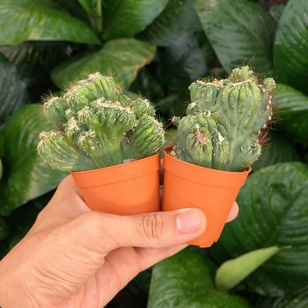 GPS Green Plant Society Live Cactus Type 63 Cereus Peruvianus Coral 五指山 ...