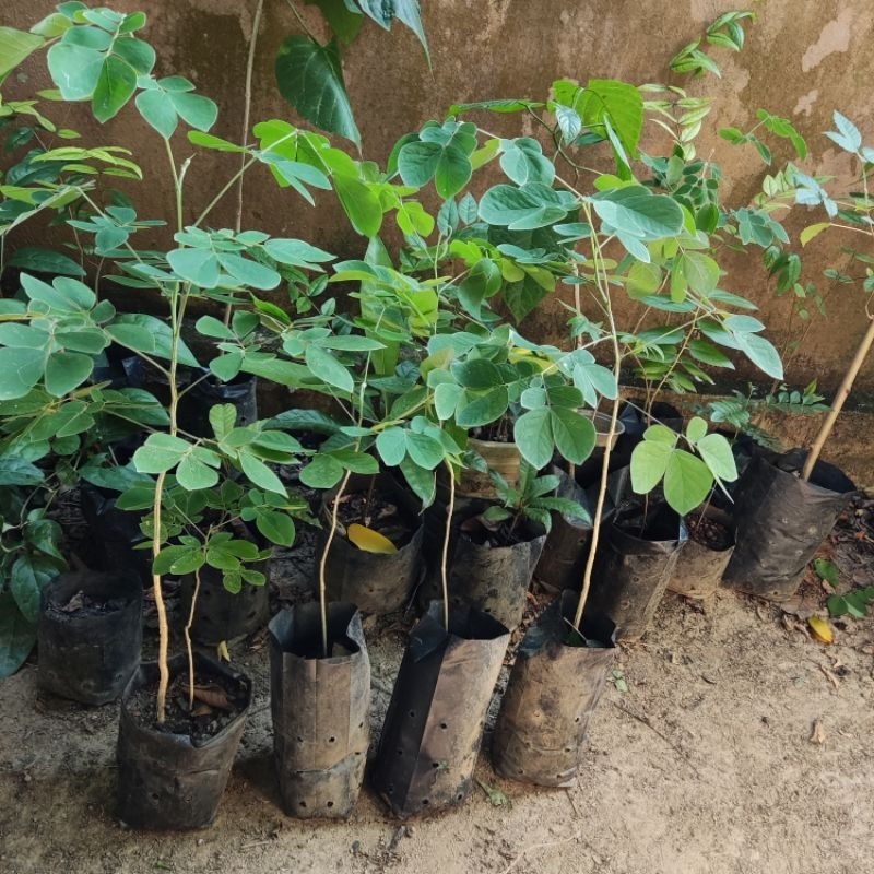 anak pokok pukul lima pokok hidup | Shopee Malaysia