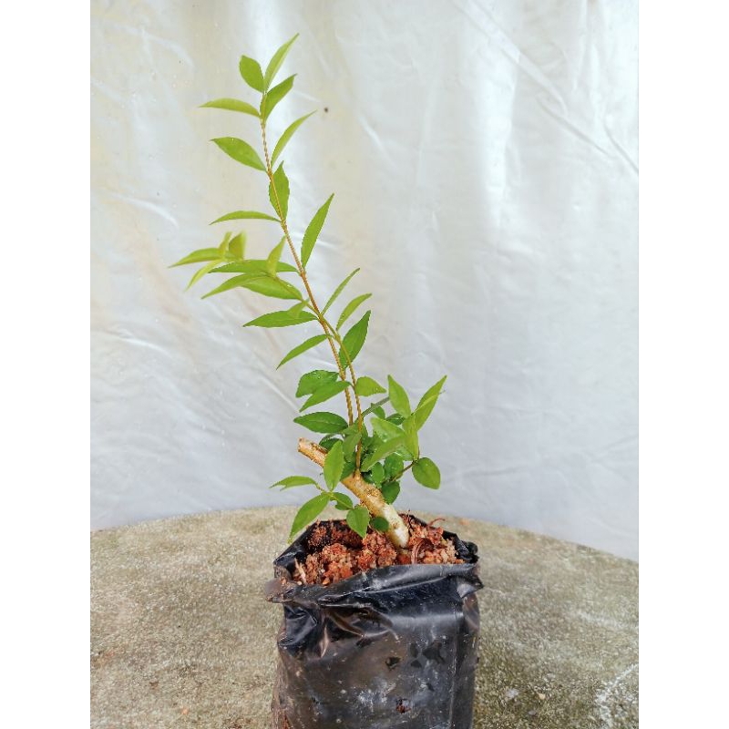 Bonsai Jeliti/ Shui mei/ seedlings wrigtria/ water jasmine/ 水梅苗 ...