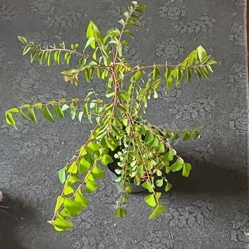 Pokok Kari batang merah saiz 2kaki | Shopee Malaysia