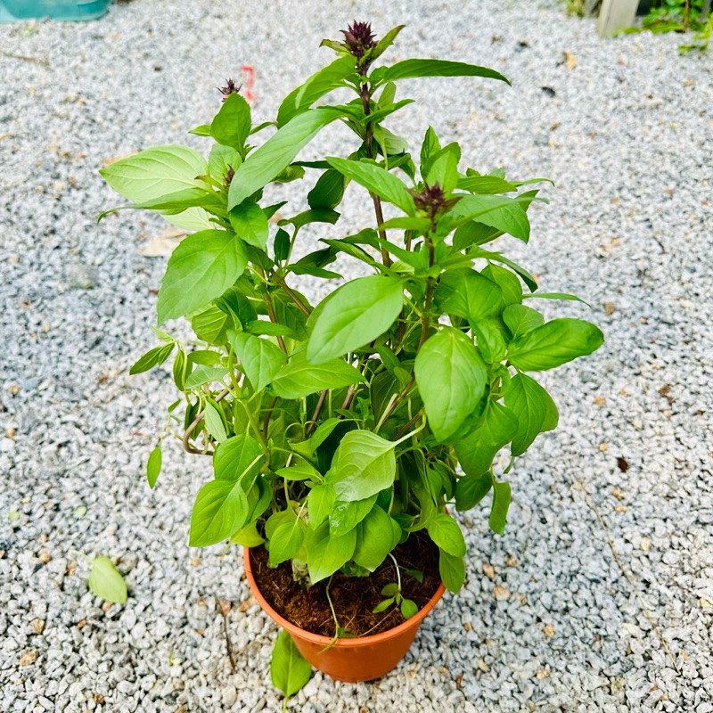 🔥HERB🔥 POKOK SELASIH / Thai Basil Tree / Ocimum Basilicum / English ...