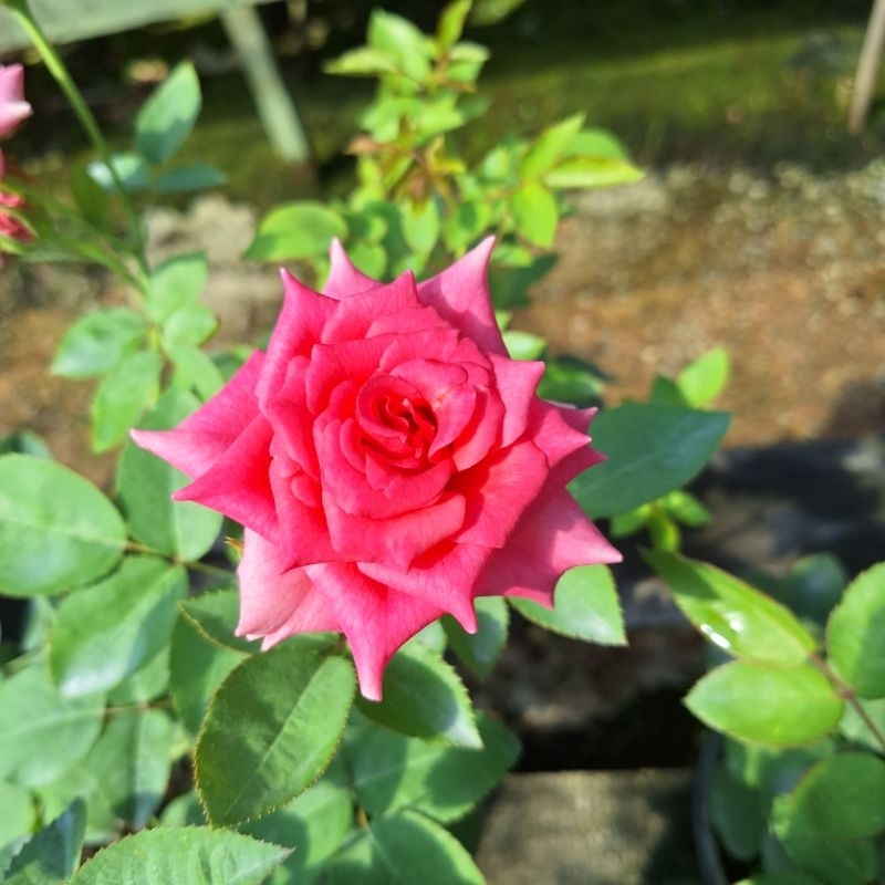 Bunga Rose Kampung Tahan panas / dekorasi bunga/ pokok hidup | Shopee Malaysia