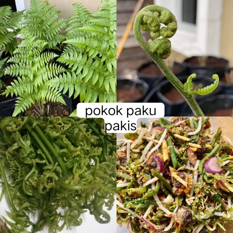 pokok paku pakis pucuk paku+freegif🎁 | Shopee Malaysia