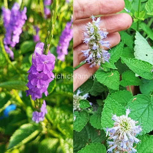 Mixed 5-7 Keratan Cutting/ Agastache Rugosa/ Korean Mint ...