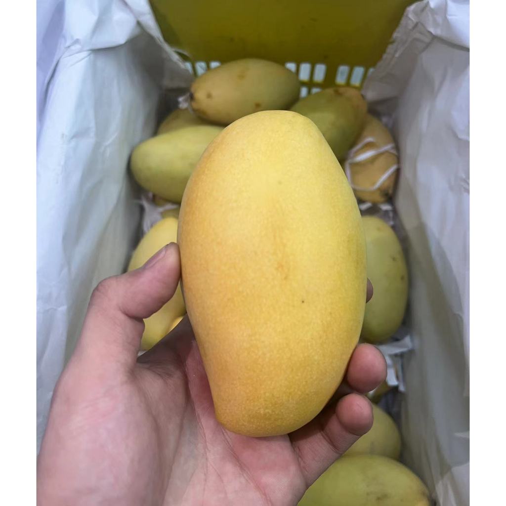 Pelam Susu mas ；mangga susu, Fresh & Manis ; Mango Susu; 鲜甜 芒果 金susu👍👍👍 ...