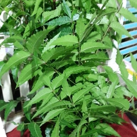 Daun Mambu [300-350gm] Neem Leaves- [4-6Tangkai besar] 2 kaki,herba ...