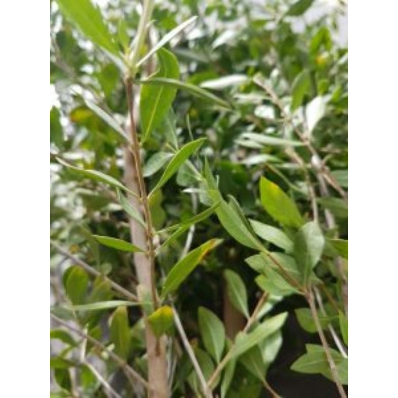 5 Keratan Batang Pokok Inai Kampung Henna Plant Cutting | Shopee Malaysia