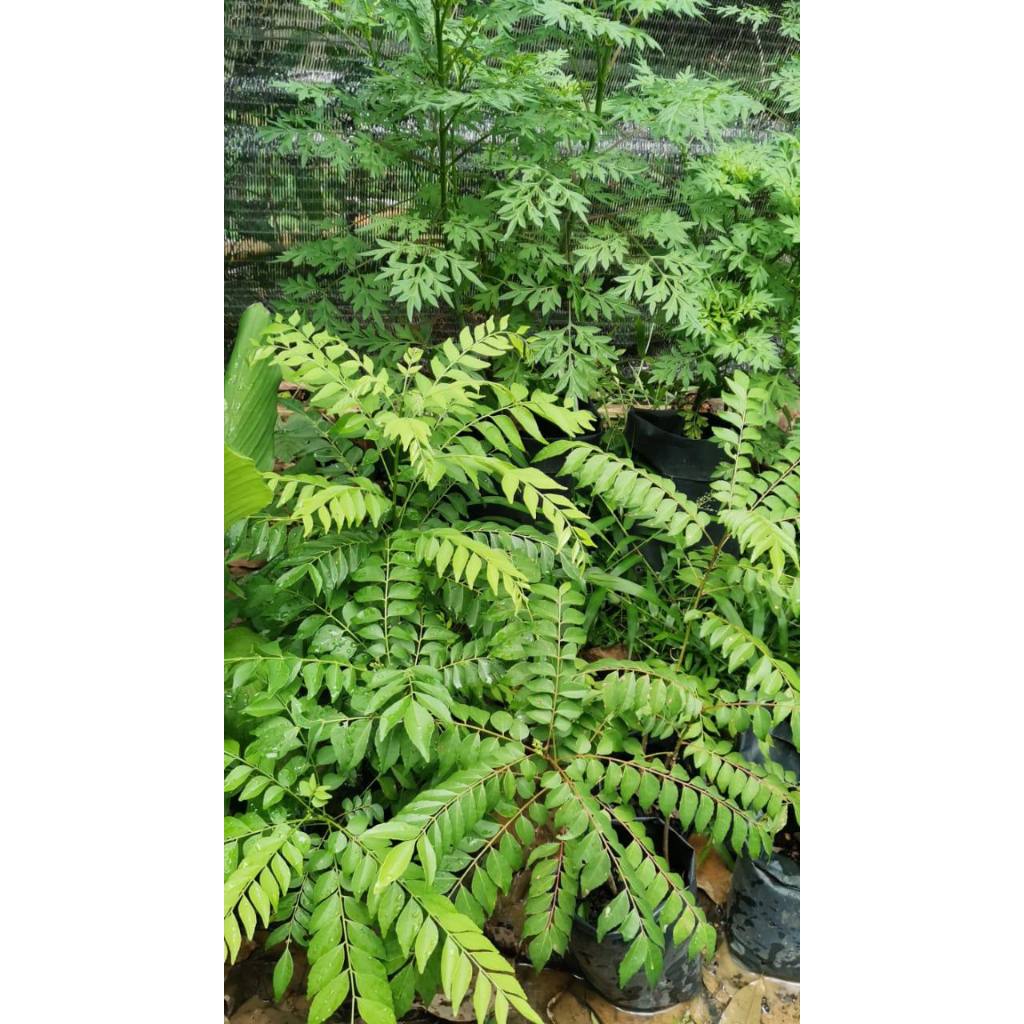 POKOK KARI MURAH DAN SEGAR | Shopee Malaysia