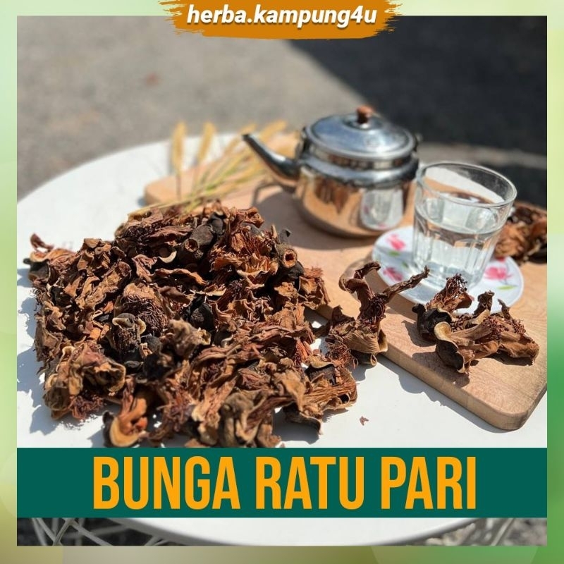[BUNGA RATU PARI / BUNGA MUKMIN] - Kualiti Gred Premium - Merawat ...