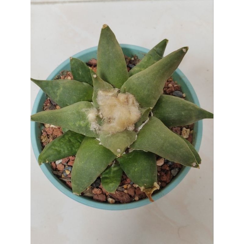 Big Ariocarpus Retusus hybrid 多肉植物-超美大岩牡丹杂 | Shopee Malaysia