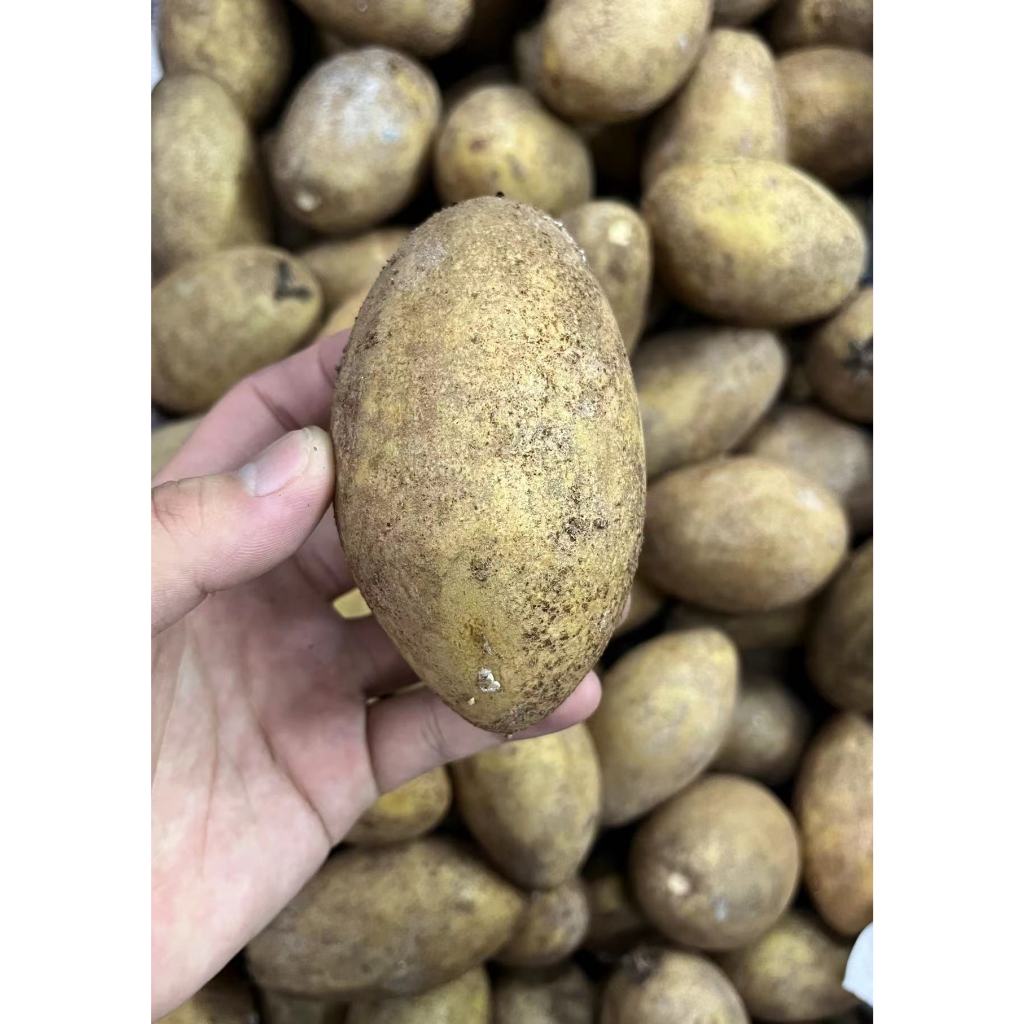 Buah Ciku madu Bidor, Fresh & Manis 人心果 madu Segar Memetik 农场 Fresh ...