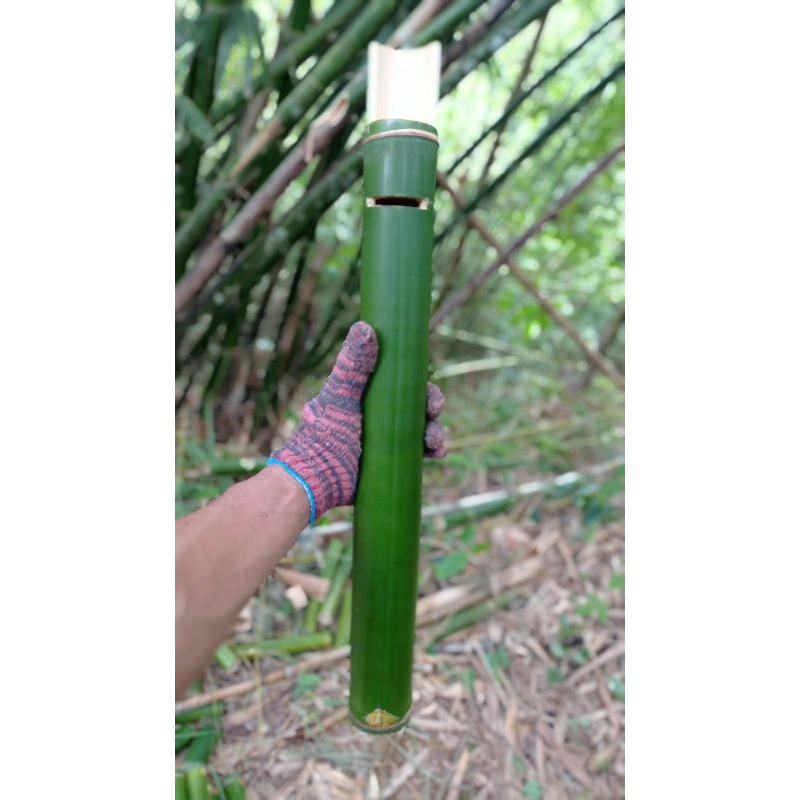 TABUNG BULUH BAMBU 100% ORIGINAL | Shopee Malaysia